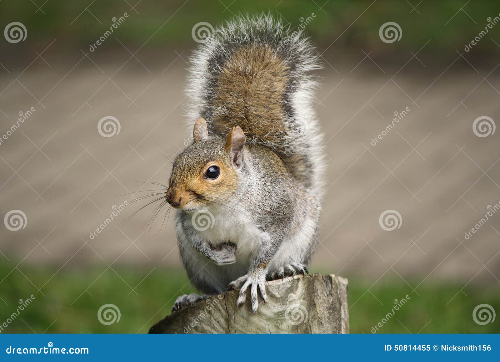 Squirrel Sat on Wooden Log, Close Up Stock Image - Image of nature ...