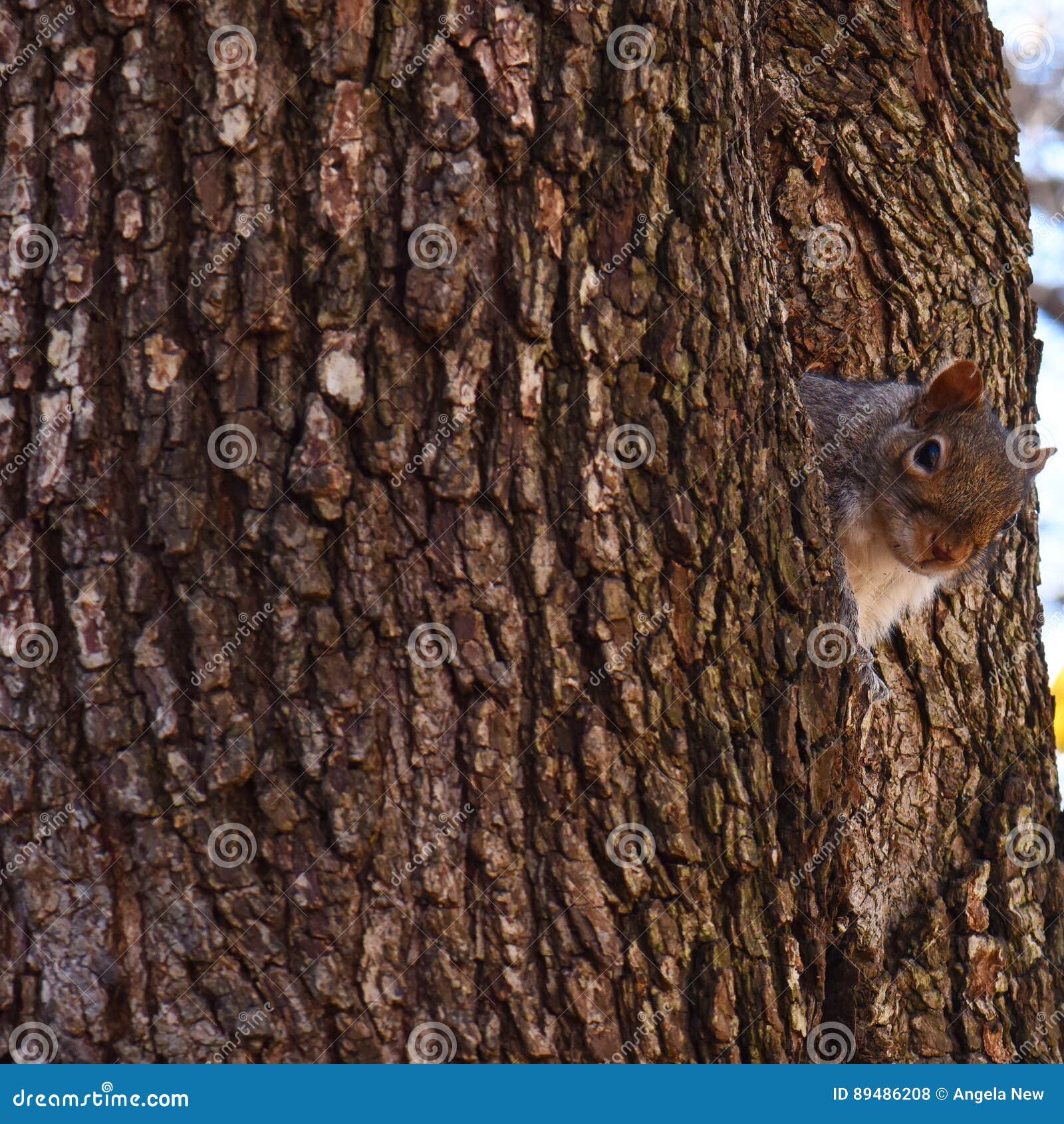 Squirrel saying hi stock photo. Image of hello, tree - 89486208