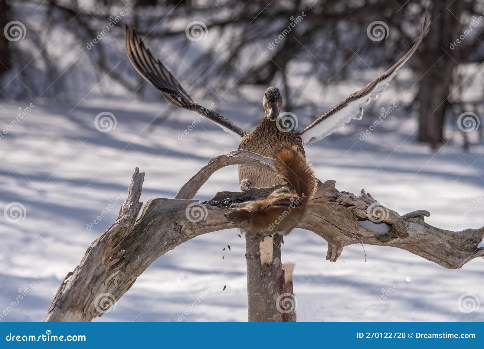 Squirrel Scared of Landing Mallard Stock Photo - Image of snow, tree ...