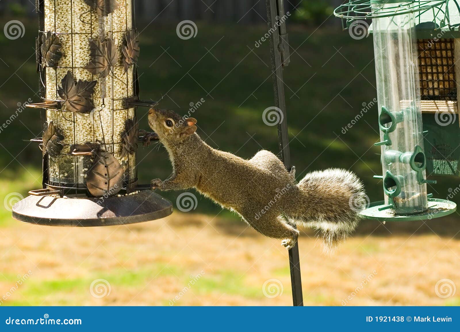 Squirrel Scavenging for Food Stock Photo - Image of food, anticipation ...