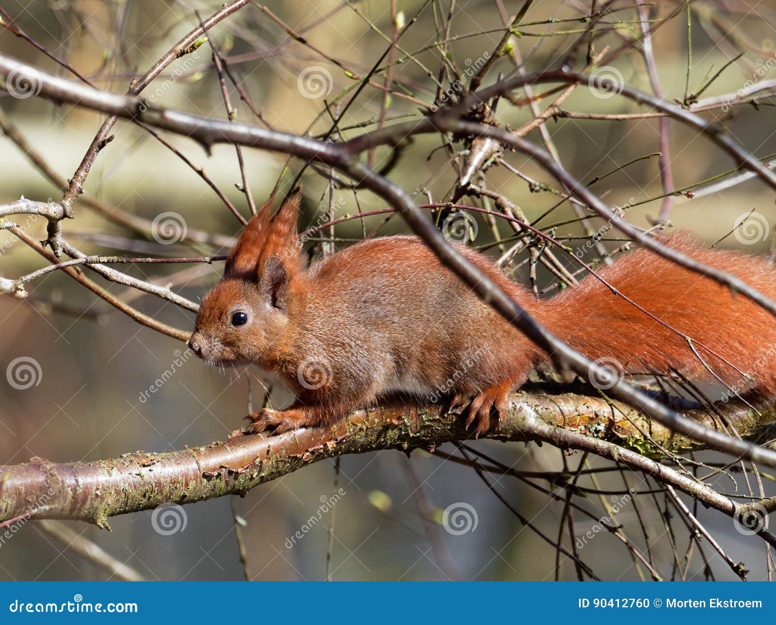Squirrel - Sciuridae stock photo. Image of beauty, curious - 90412760