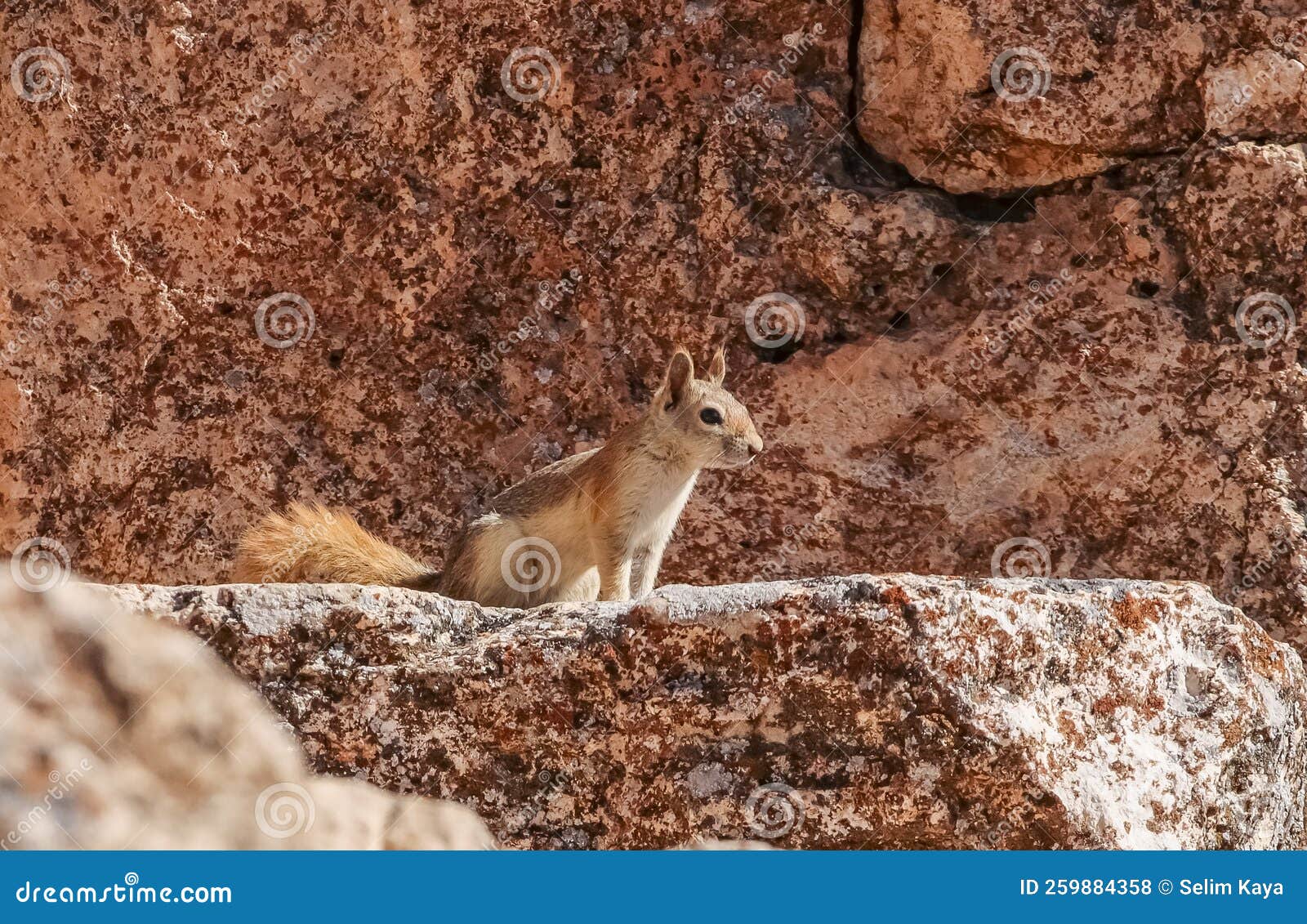 Squirrel (Sciurus Anomalus) Stock Photo - Image of command, live: 259884358