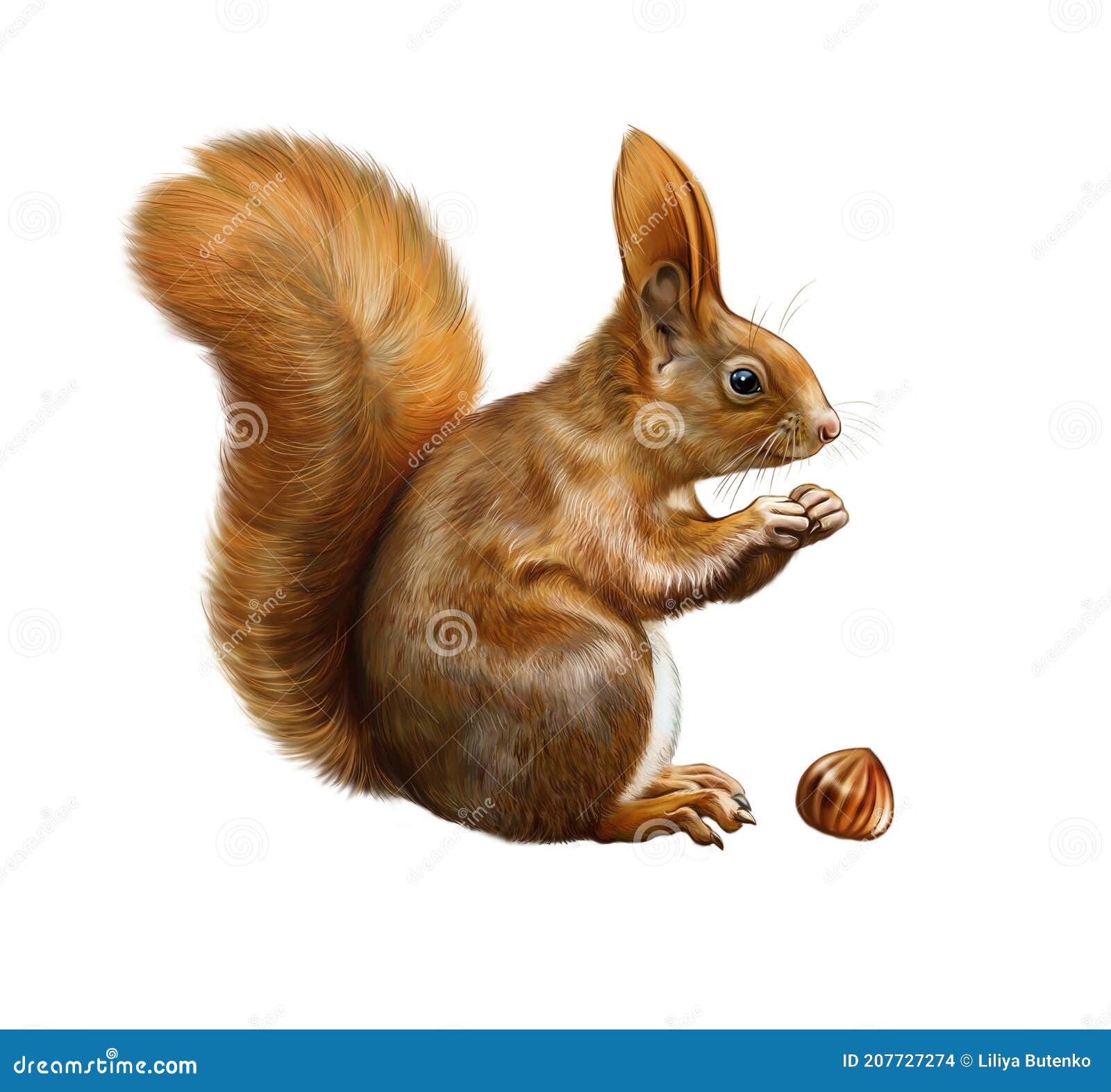 Sciurus Cartoons, Illustrations & Vector Stock Images - 3985 Pictures ...