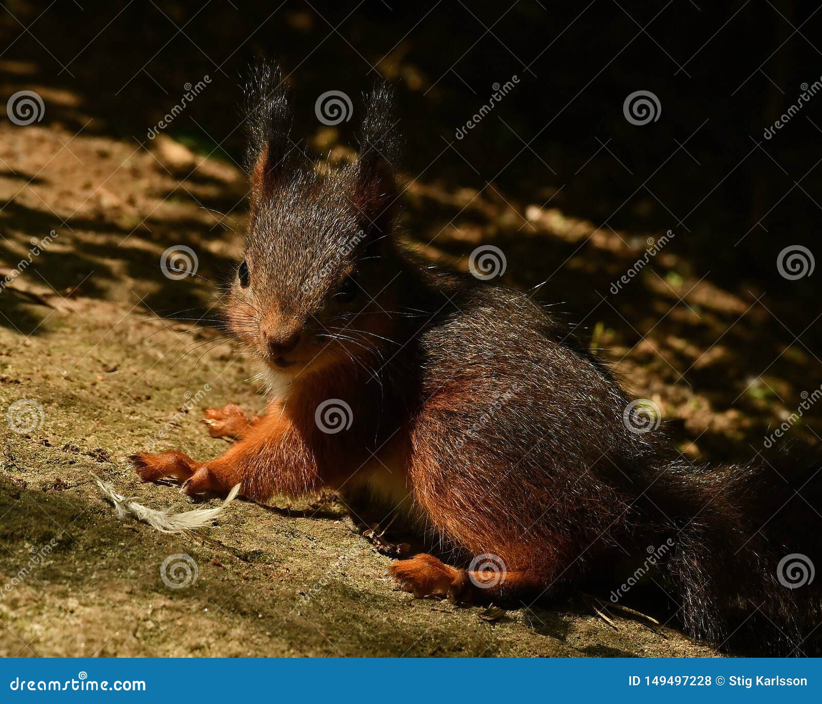 Squirrel, Sciurus Vulgaris Baby in Close-up Stock Photo - Image of ...