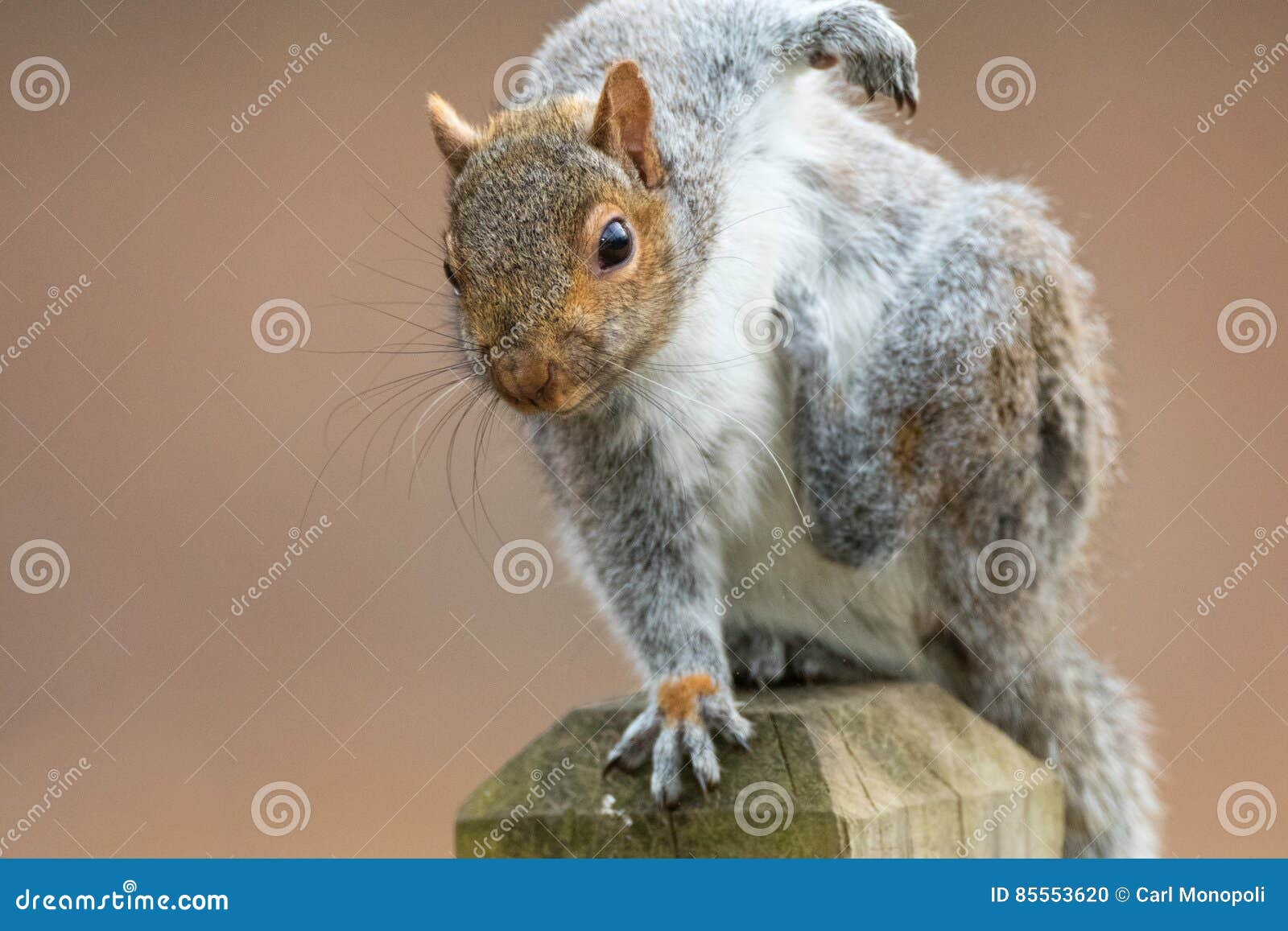 Squirrel Scratch stock photo. Image of park, nature, cute - 85553620
