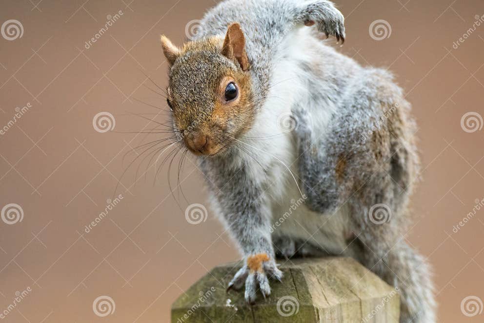 Squirrel Scratch stock photo. Image of park, nature, cute - 85553620