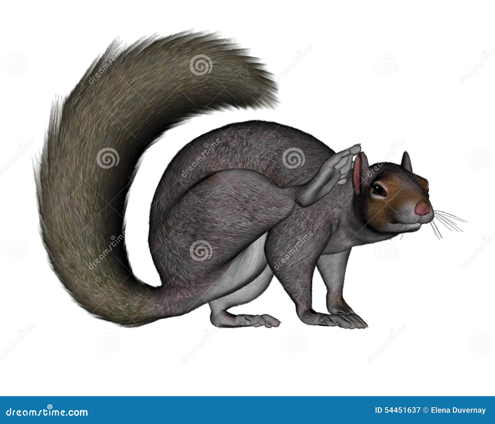 Squirrel Scratching - 3D Render Stock Illustration - Illustration of ...