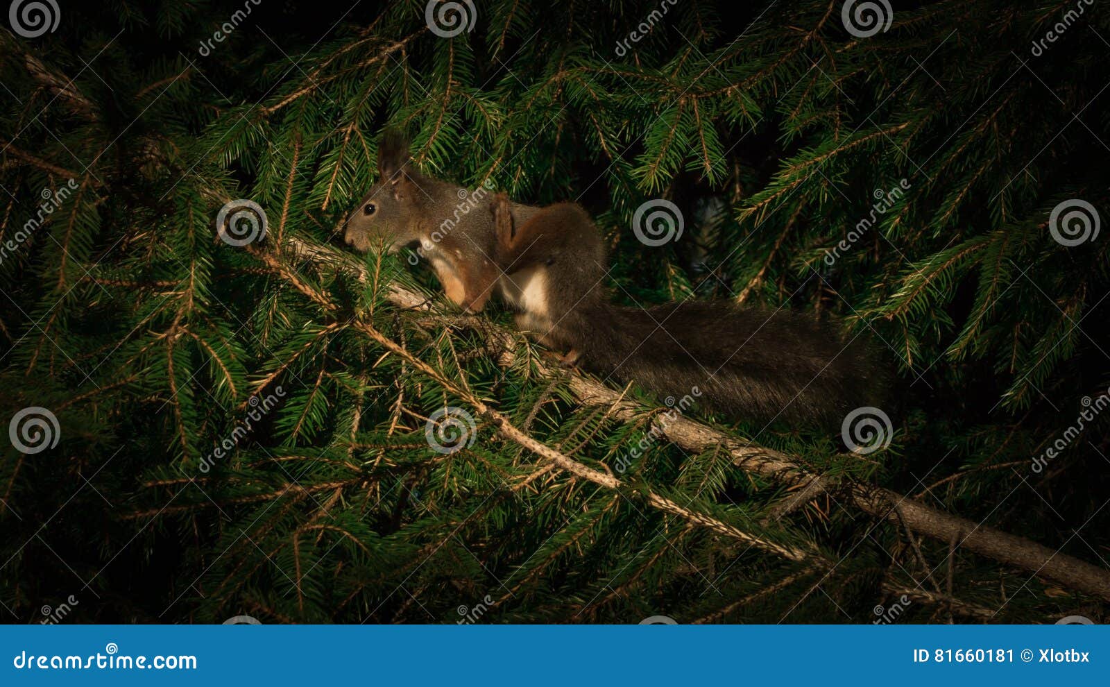 Squirrel Scratching Himself Stock Image - Image of animal, green: 81660181