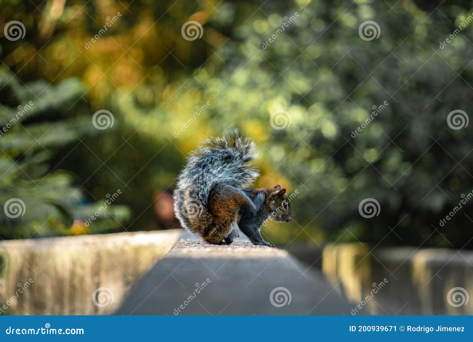 Squirrel Scratching Its Neck while Standing on a Bridge Stock Image ...