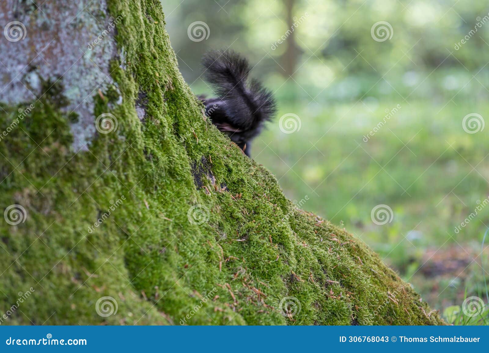 Squirrel Scurries Behind a Tree and only the Tail is Still Visible in a ...