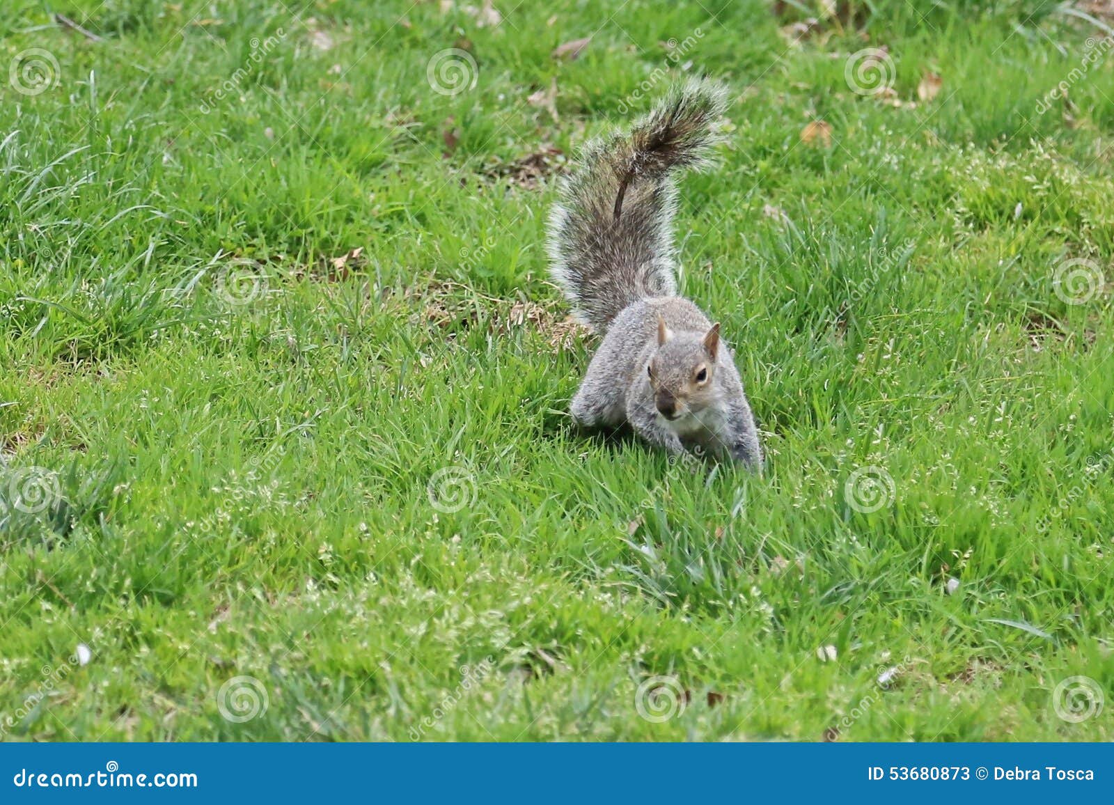 Squirrel stock image. Image of survival, scurrying, spring - 53680873