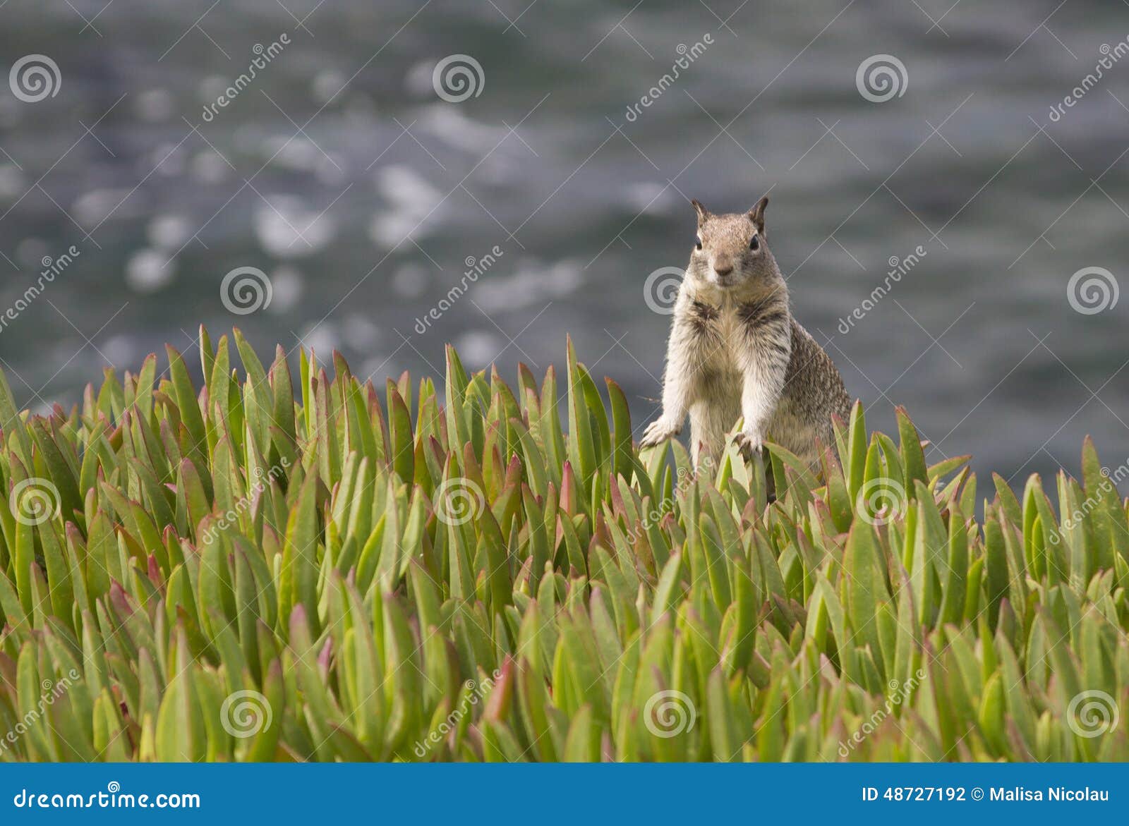 Squirrel by the Sea stock photo. Image of peeking, ocean - 48727192