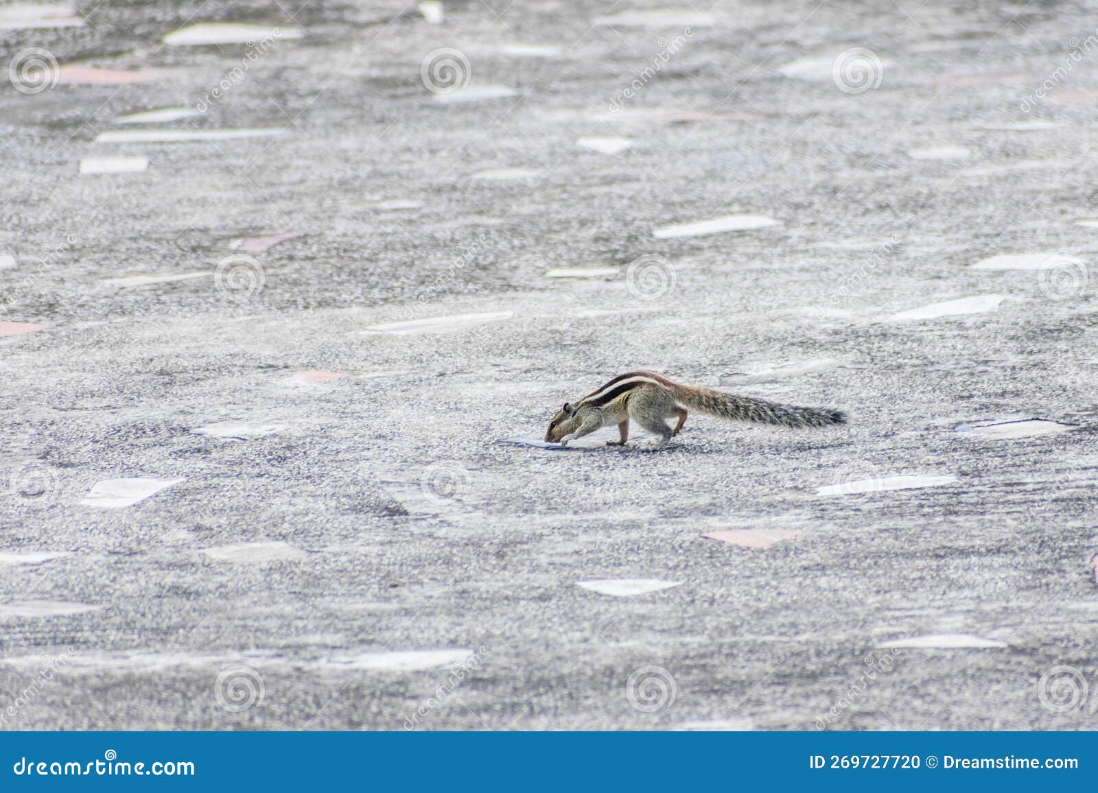 A Squirrel Searching for Food on a Concrete Terrace Surface Stock Photo ...