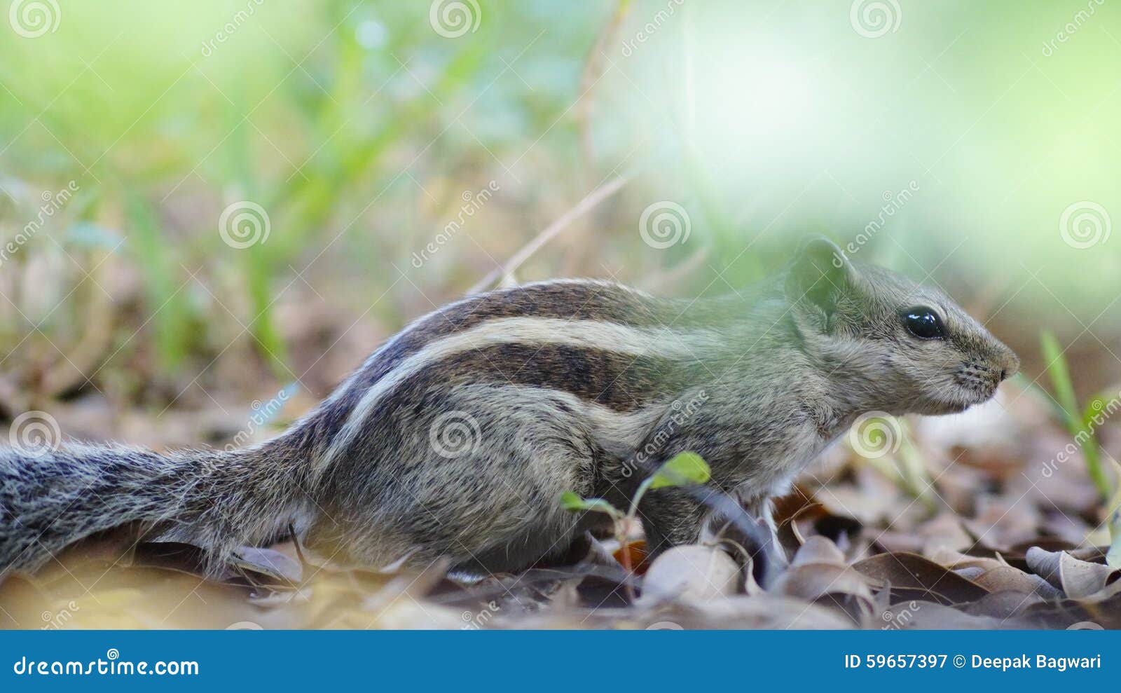 A Squirrel Searching for Food in Garden Stock Image - Image of food ...