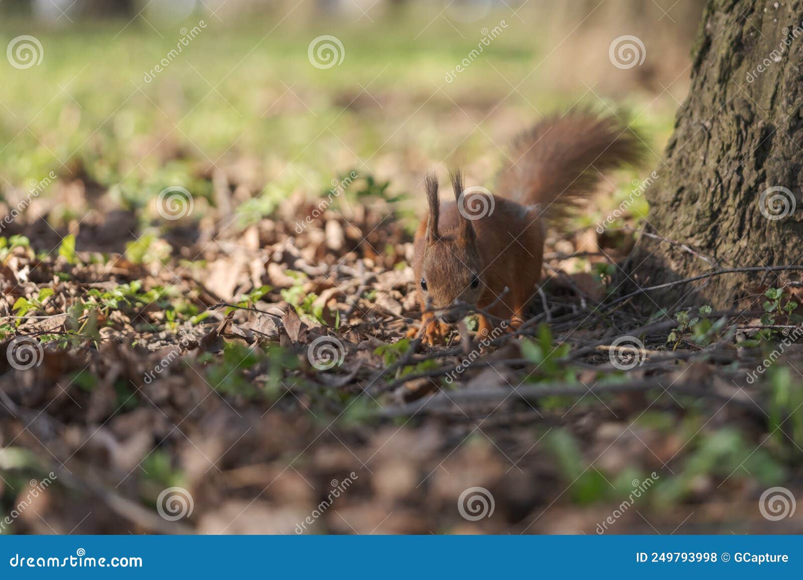 Squirrel Searching for Food Stocks on the Ground in Spring Stock Photo ...