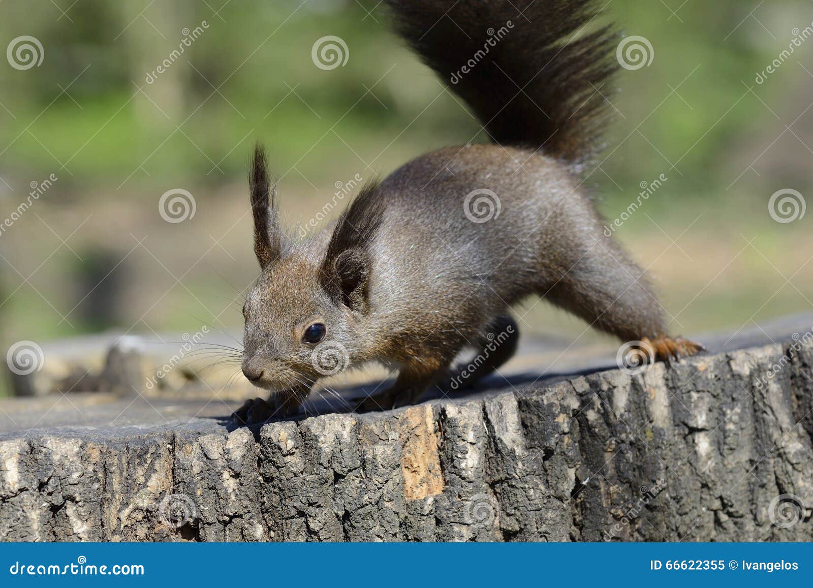 Squirrel Searching for Food on Top of Log Stock Image - Image of food ...