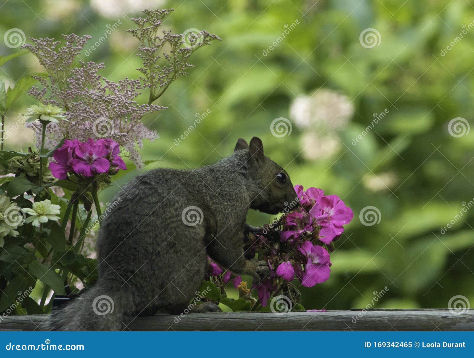 Squirrel Seen Smelling the Scent of the Geranium Stock Image - Image of ...