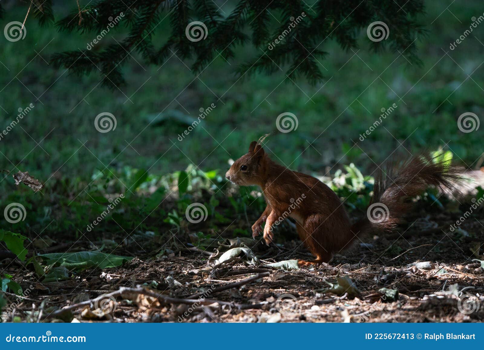 A Squirrel in the Shade Under Trees. Stock Image - Image of trees ...
