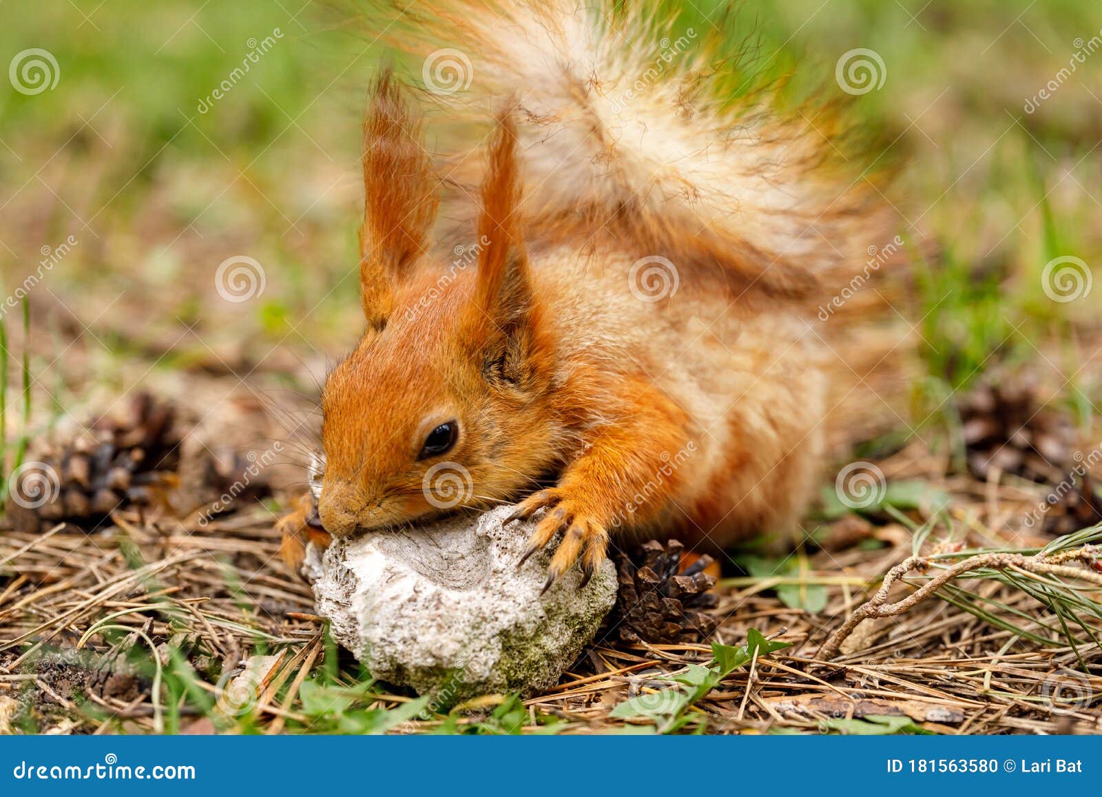 The Squirrel Sharpens Its Teeth Against a Stone. an Unusual Kind of ...