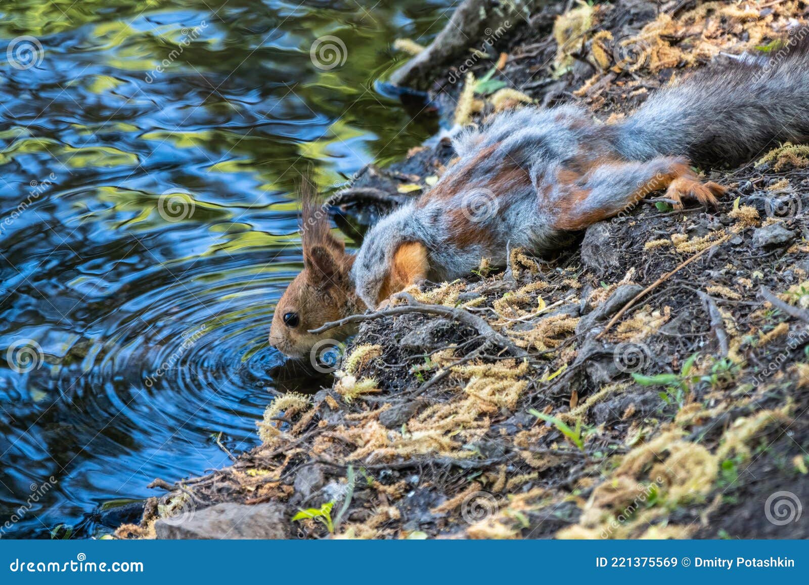 The Squirrel with Shedding Hair Drinks Water from Pond in the Spring or ...