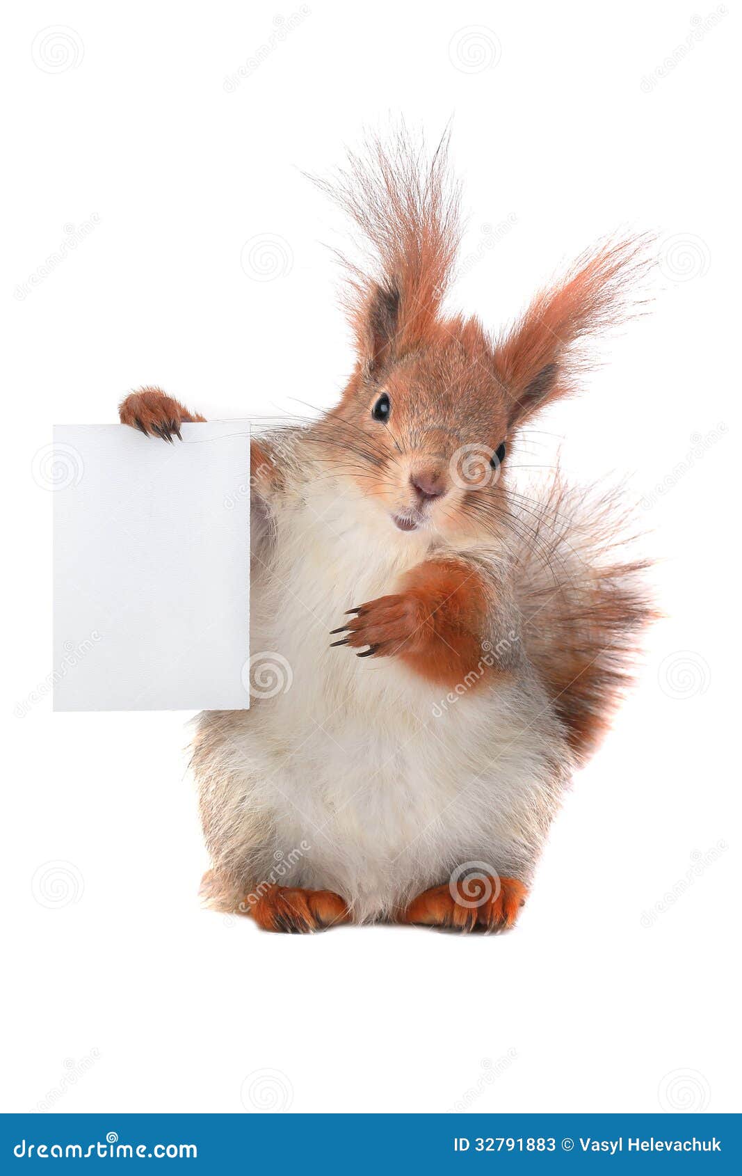 Squirrel stock image. Image of studio, rodent, sweet - 32791883
