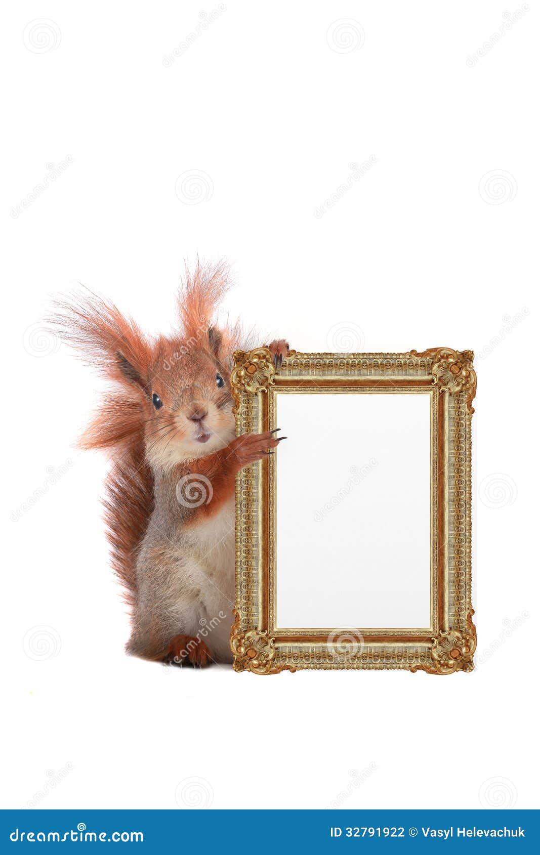 Squirrel stock photo. Image of profile, sweet, fluffy - 32791922