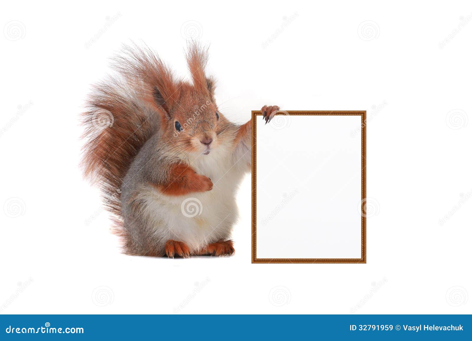 Squirrel stock image. Image of announcement, closeup - 32791959
