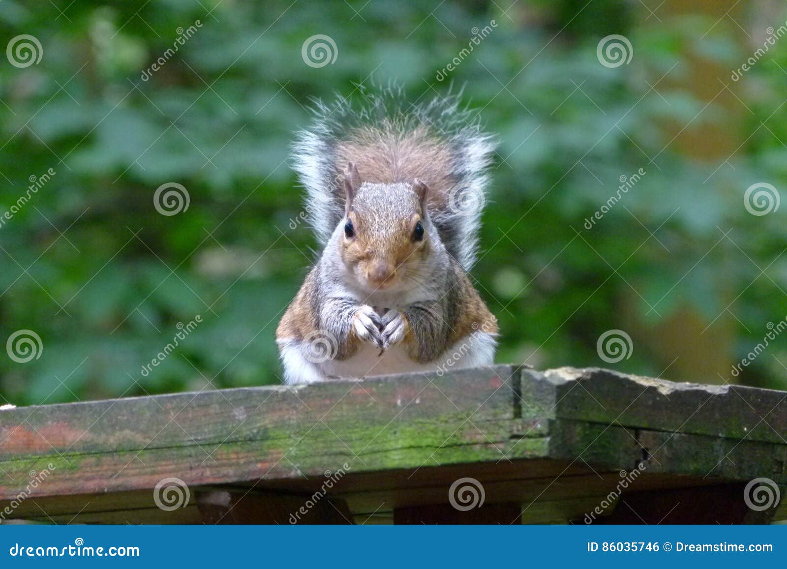 Squirrel stock photo. Image of england, cute, forest - 86035746