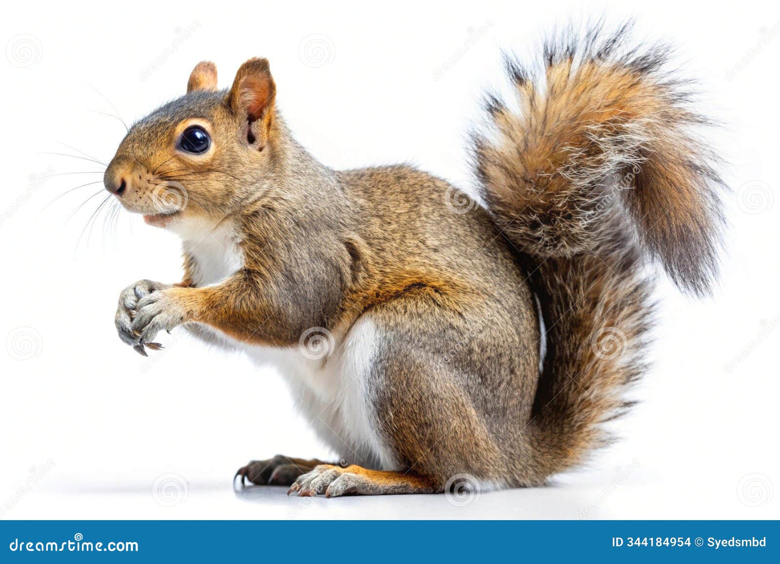 Red Squirrel Side View. Cartoon Outline Sketch Illustration Of Cute ...