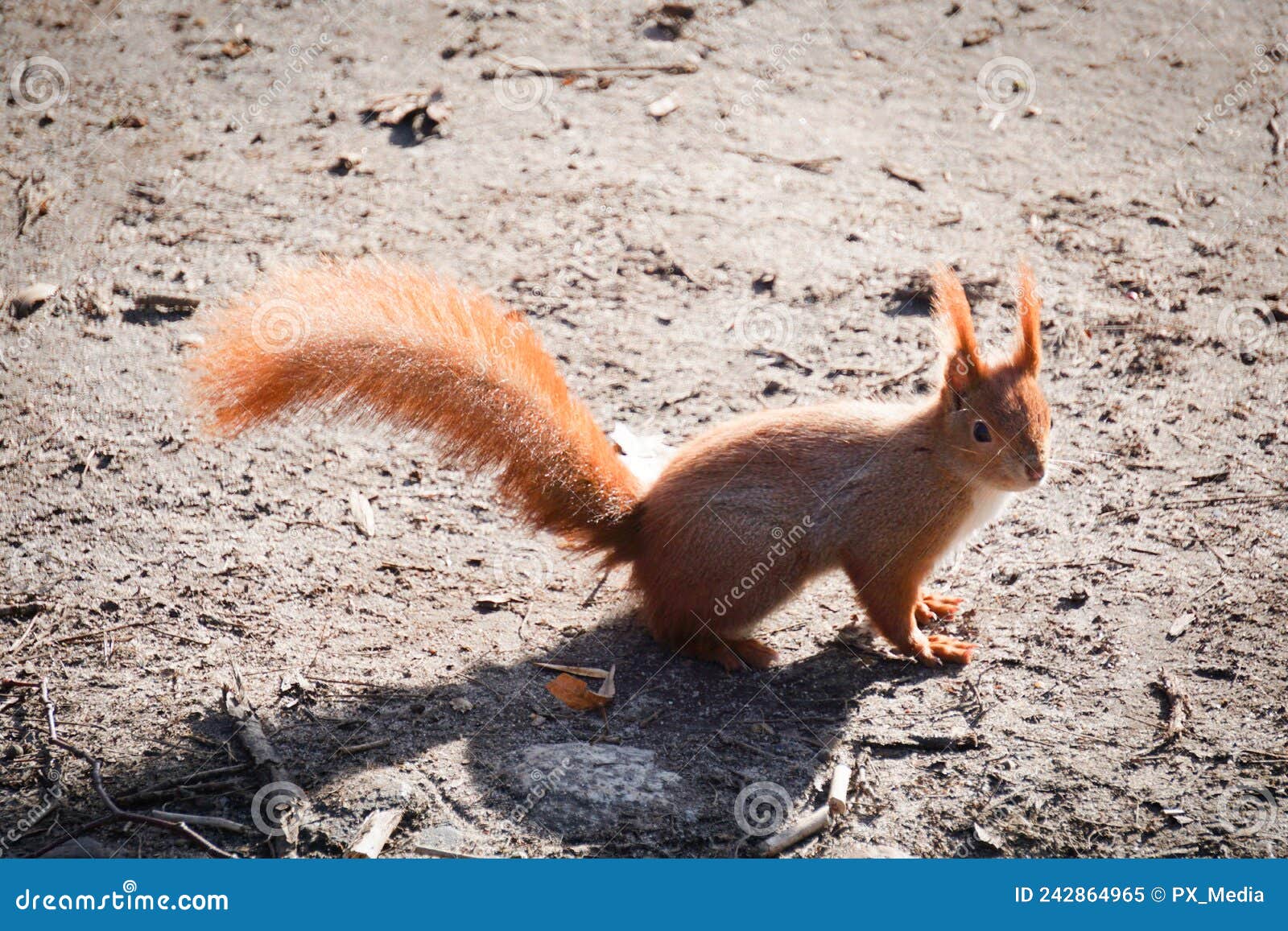 Squirrel - Side View - Outdoors Photograph Stock Image - Image of ...