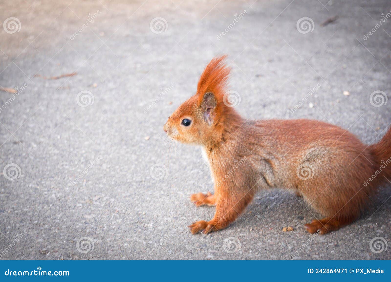 Squirrel - Side View - Outdoors Photograph Stock Image - Image of ...