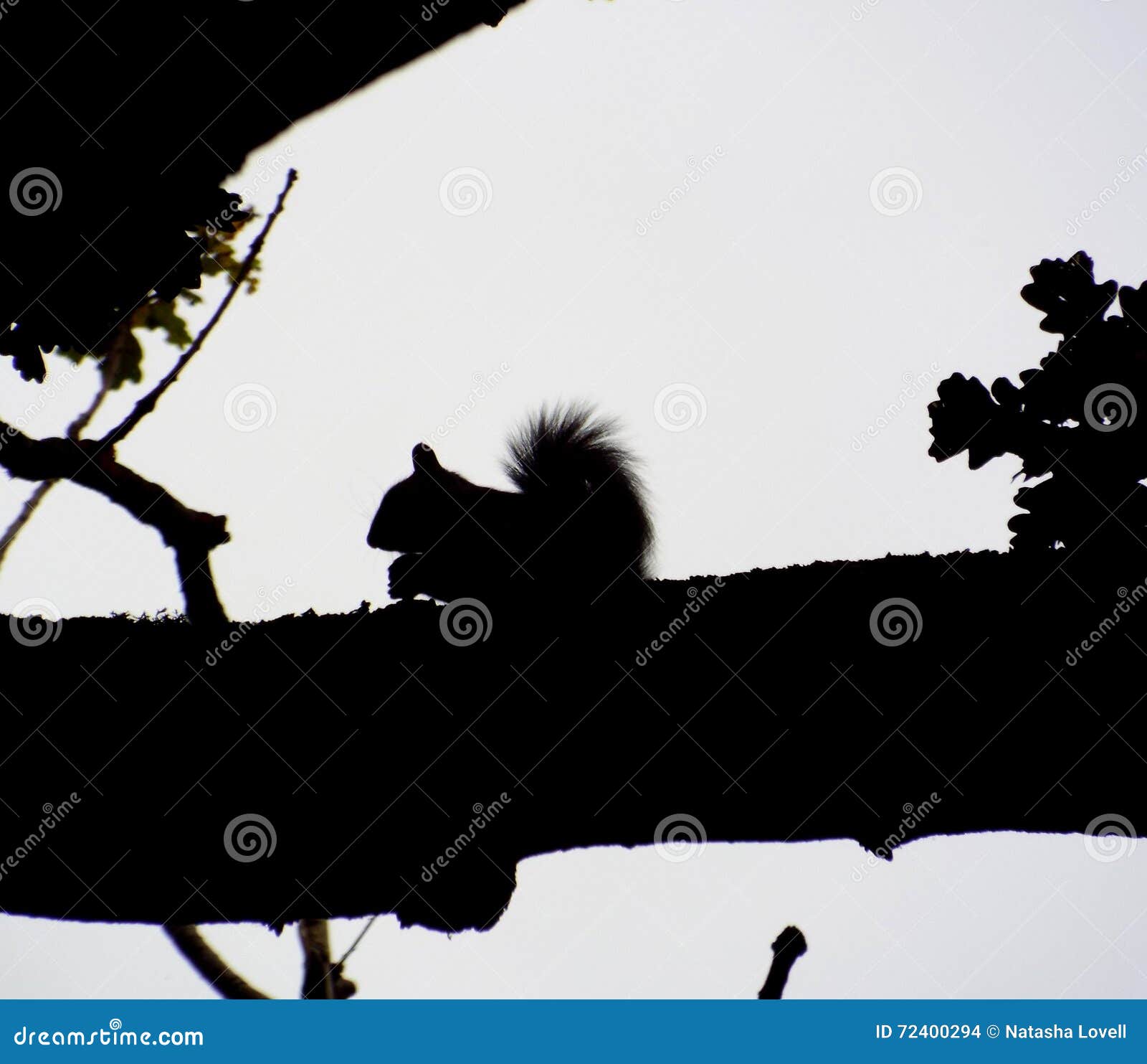 Squirrel silhouette stock photo. Image of silhouette - 72400294