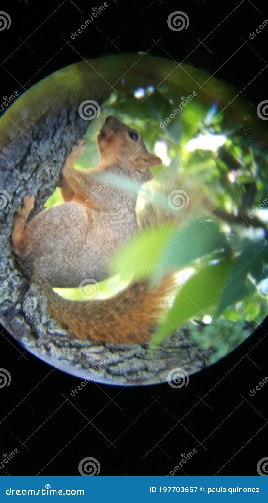 Squirrel singing on a tree stock image. Image of wildlife - 197703657