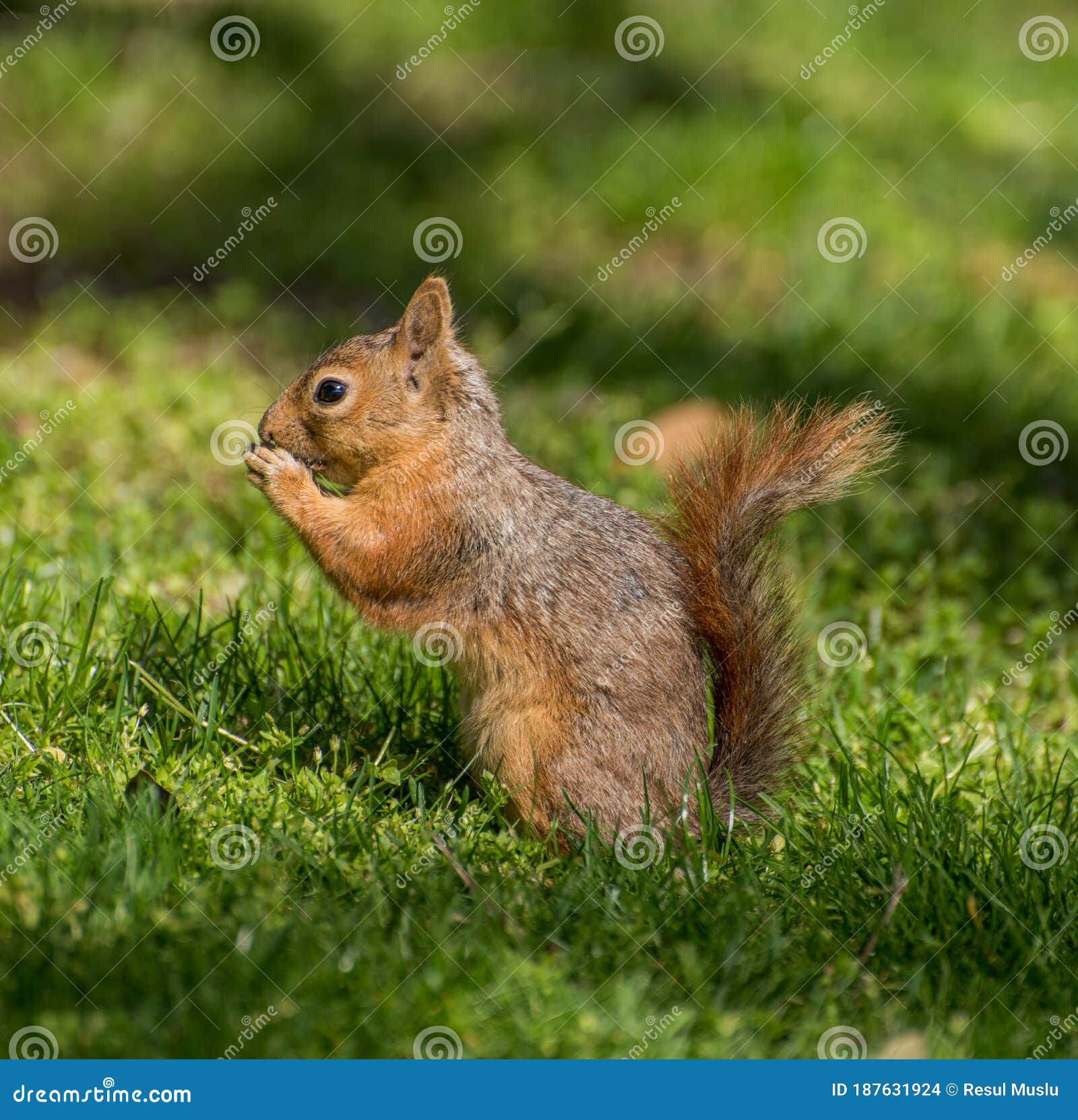 Squirrel Sit on Green Grass Stock Photo - Image of forest, brown: 187631924