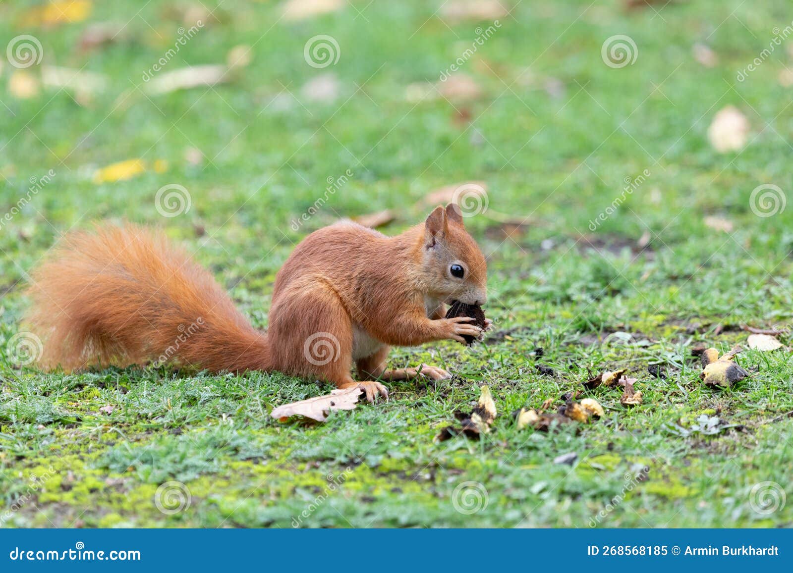 Squirrel Sit on the Ground and Eat a Nut Stock Image - Image of small ...