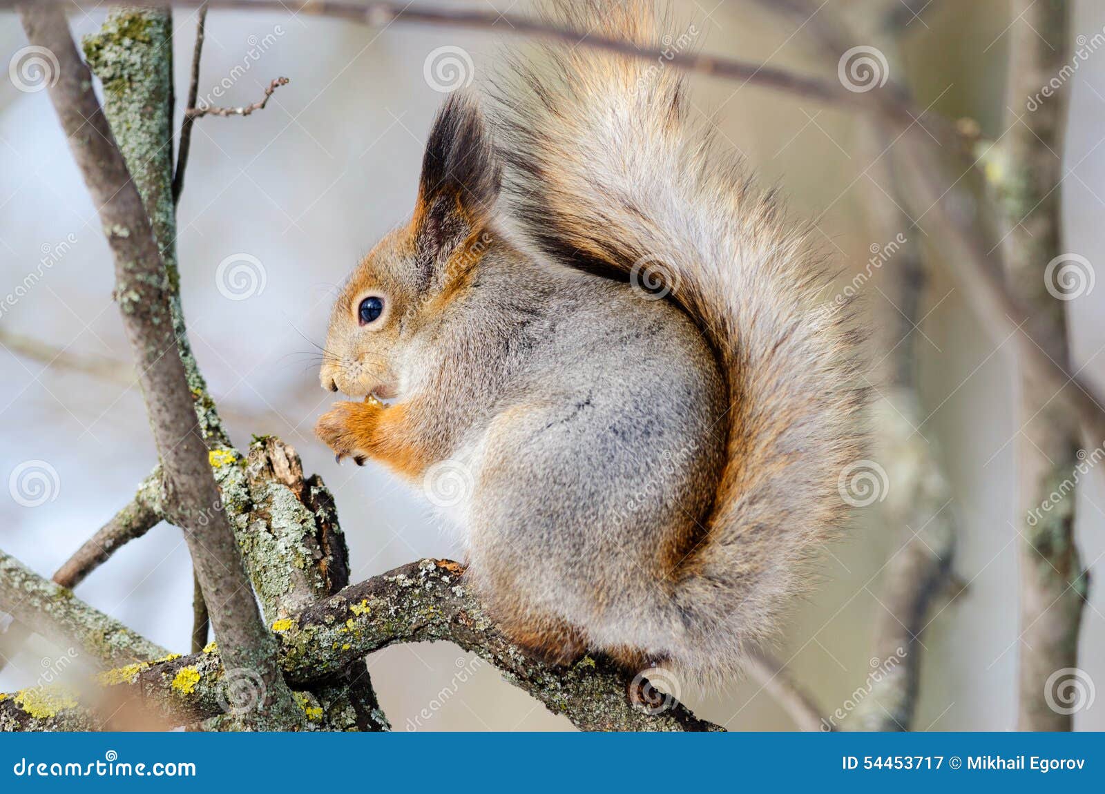 Squirrel Sit on Tree and Eating Nuts Stock Image - Image of wildlife ...