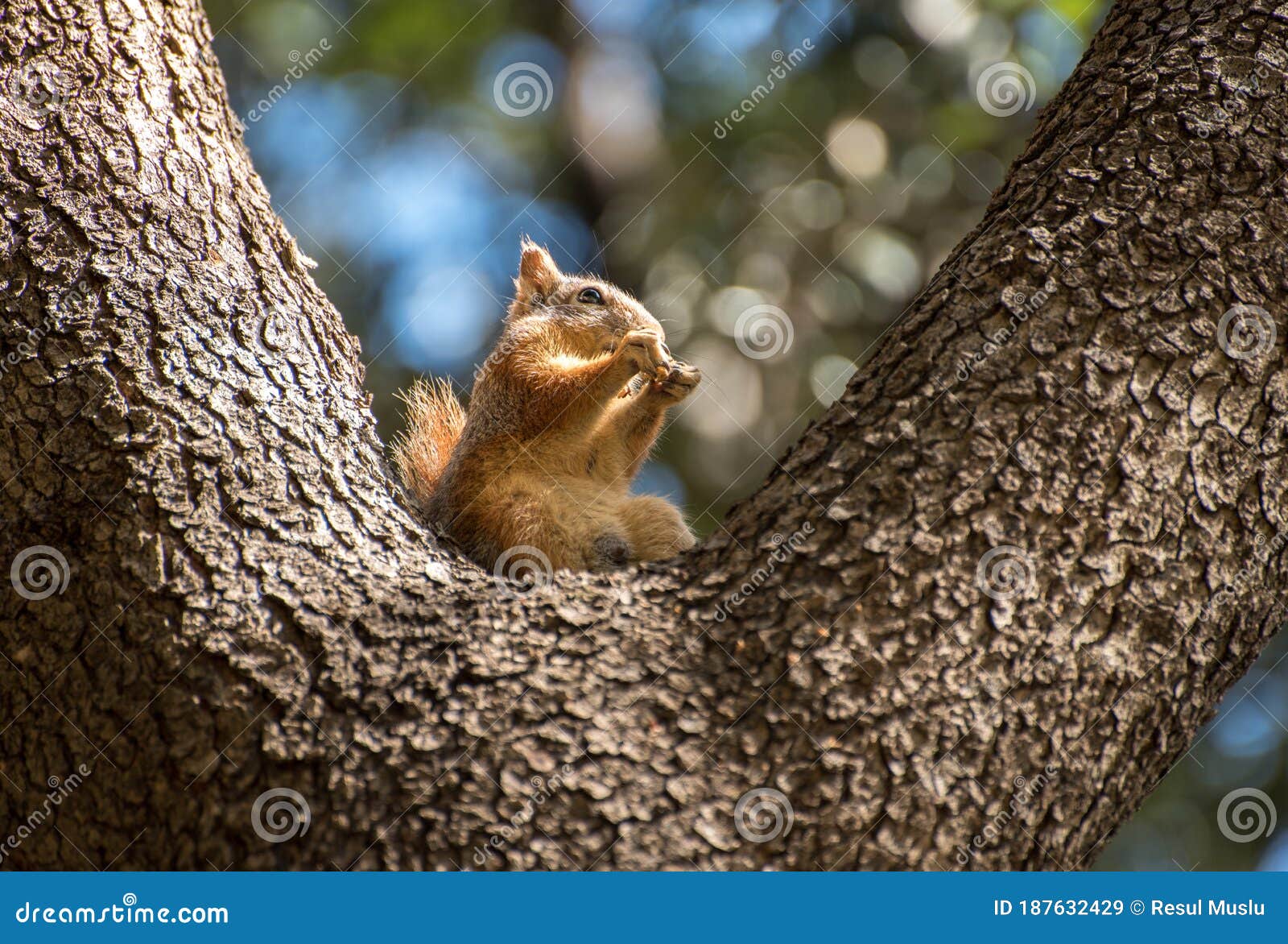 Squirrel sit on the tree stock image. Image of isolated - 187632429