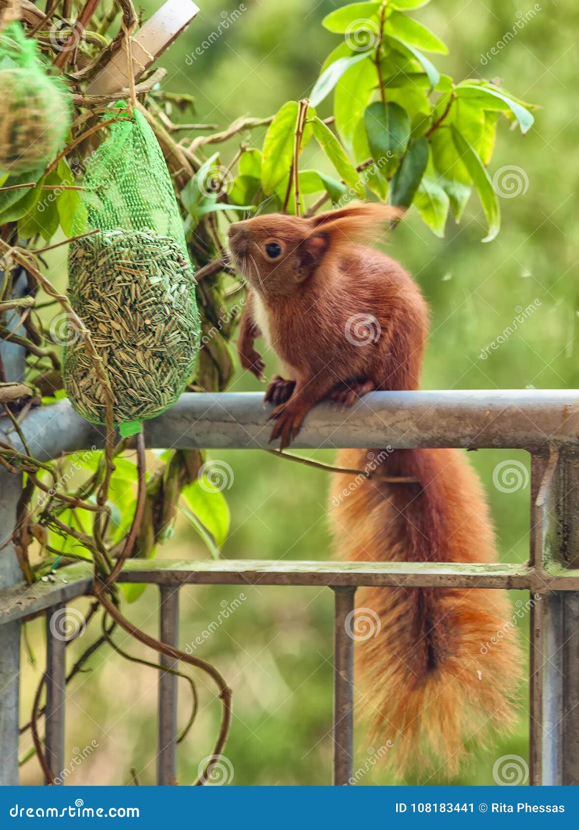 Squirrel Sits on a Balcony Edge and Eats the Nuts that are Hung There ...