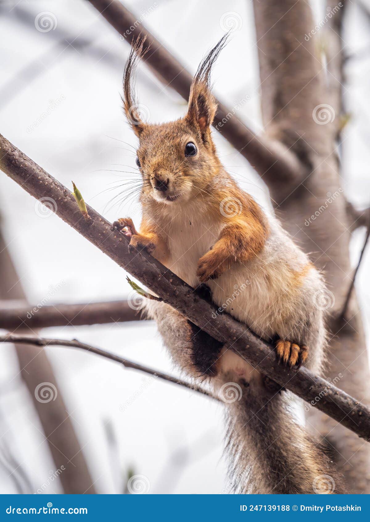 The Squirrel Sits on a Branches in the Spring or Summer Stock Photo - Image of mammal, branch ...