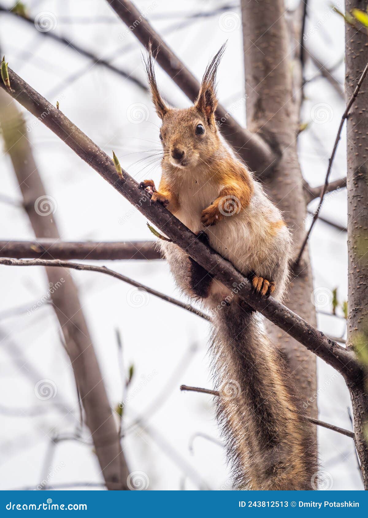 The Squirrel Sits on a Branches in the Spring or Summer Stock Image - Image of care, environment ...