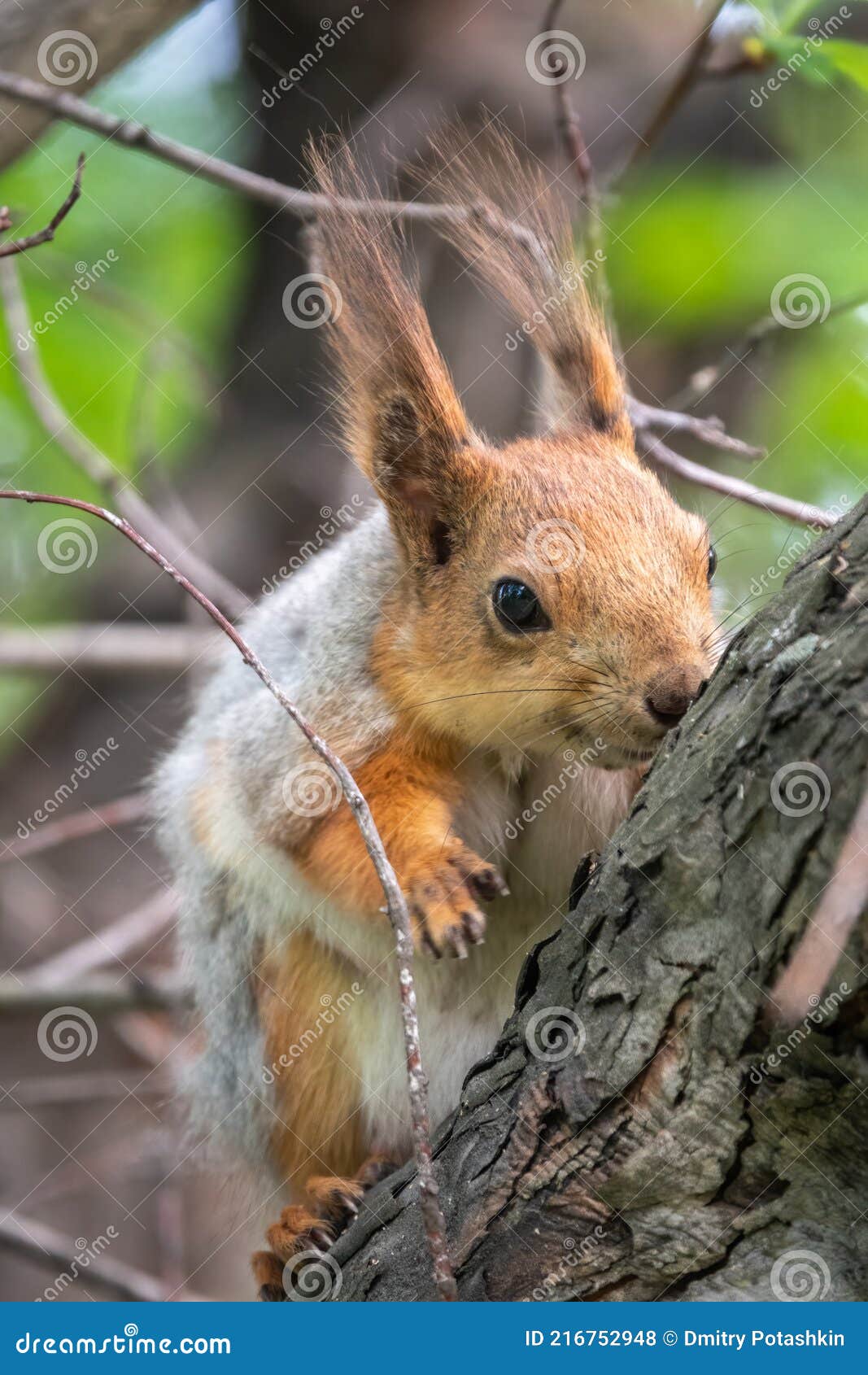 The Squirrel Sits on a Branches in the Spring or Summer Stock Photo - Image of hungry, female ...