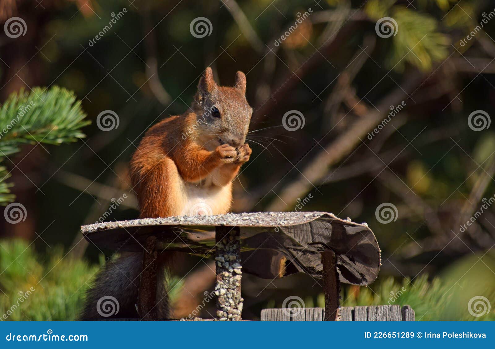 Squirrel Sits on the Chimney in the Garden Stock Image - Image of eats ...