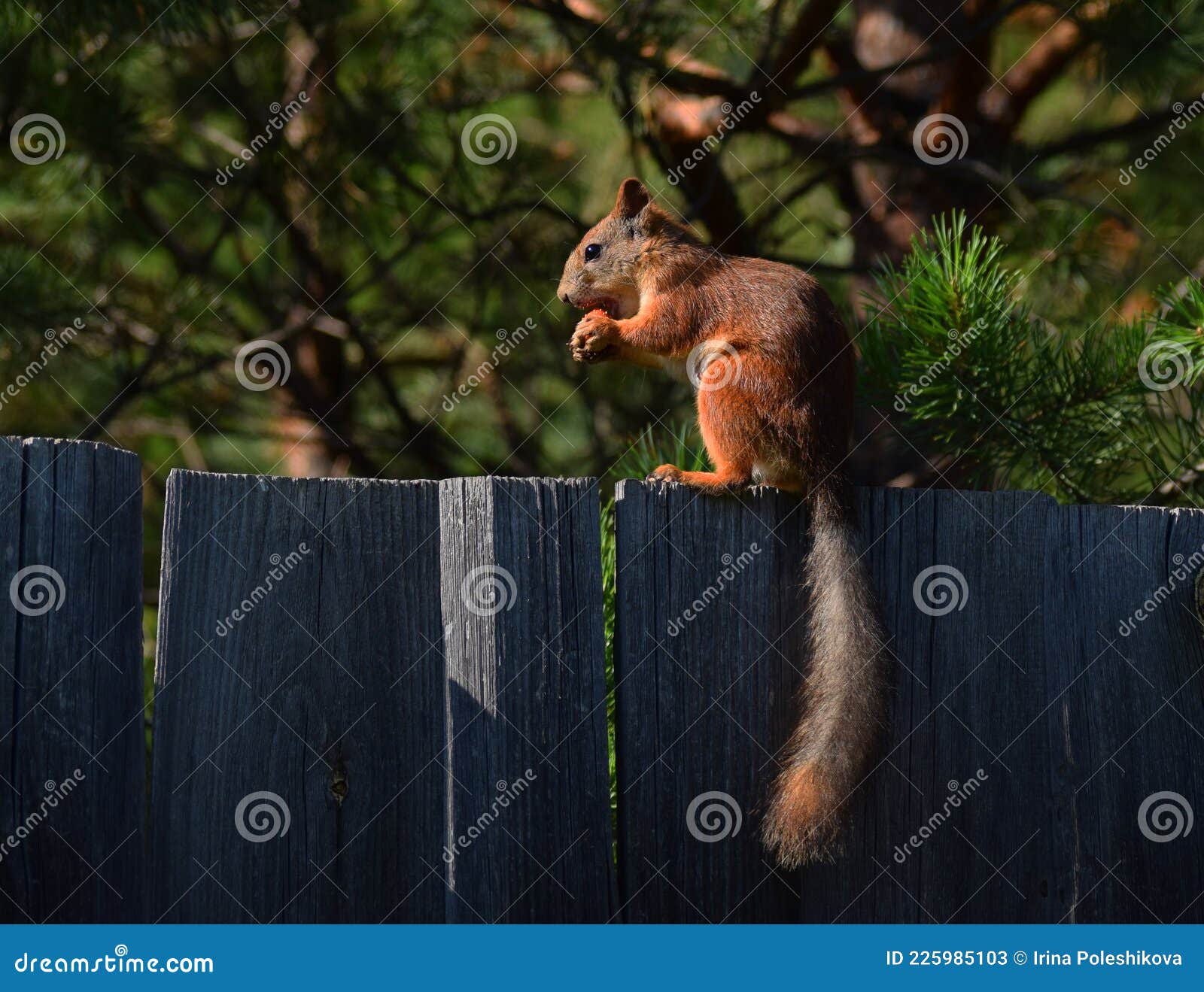 Squirrel Eats Nut on the Fence in the Garden Stock Image - Image of ...