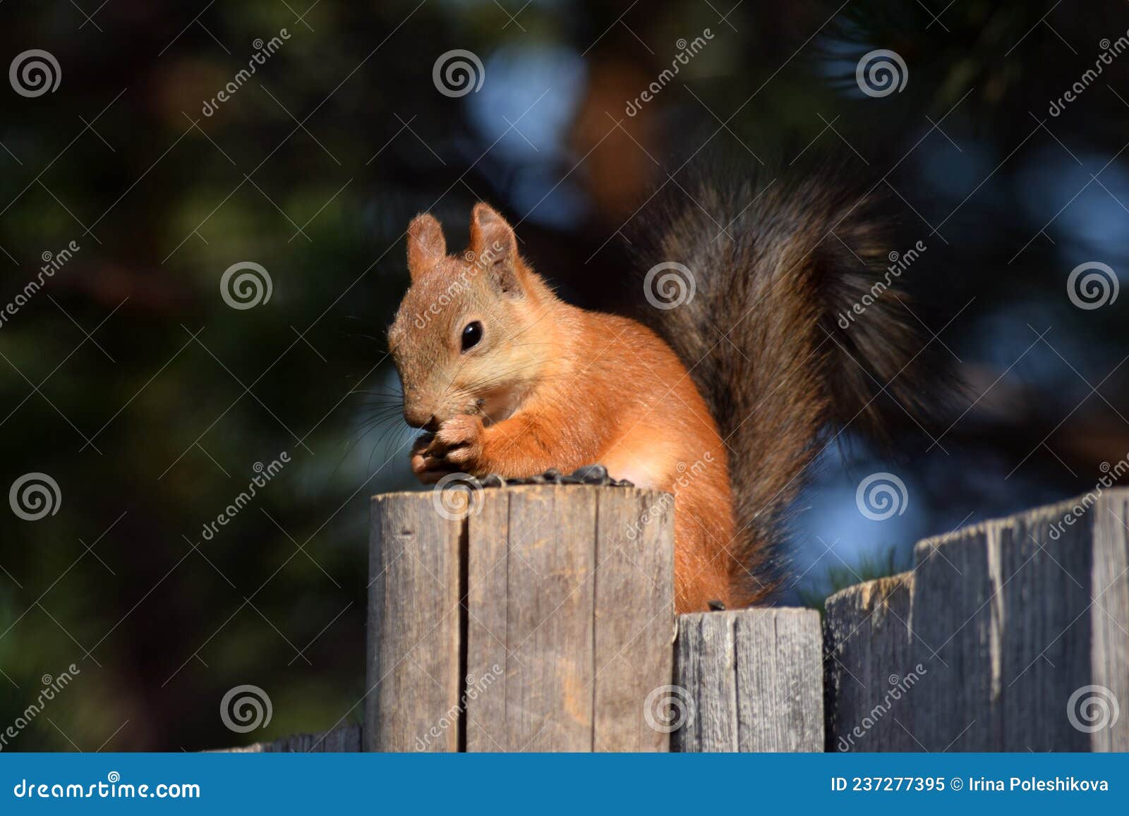 Squirrel Sits on the Fence and Eats Nuts in the Garden Stock Image ...