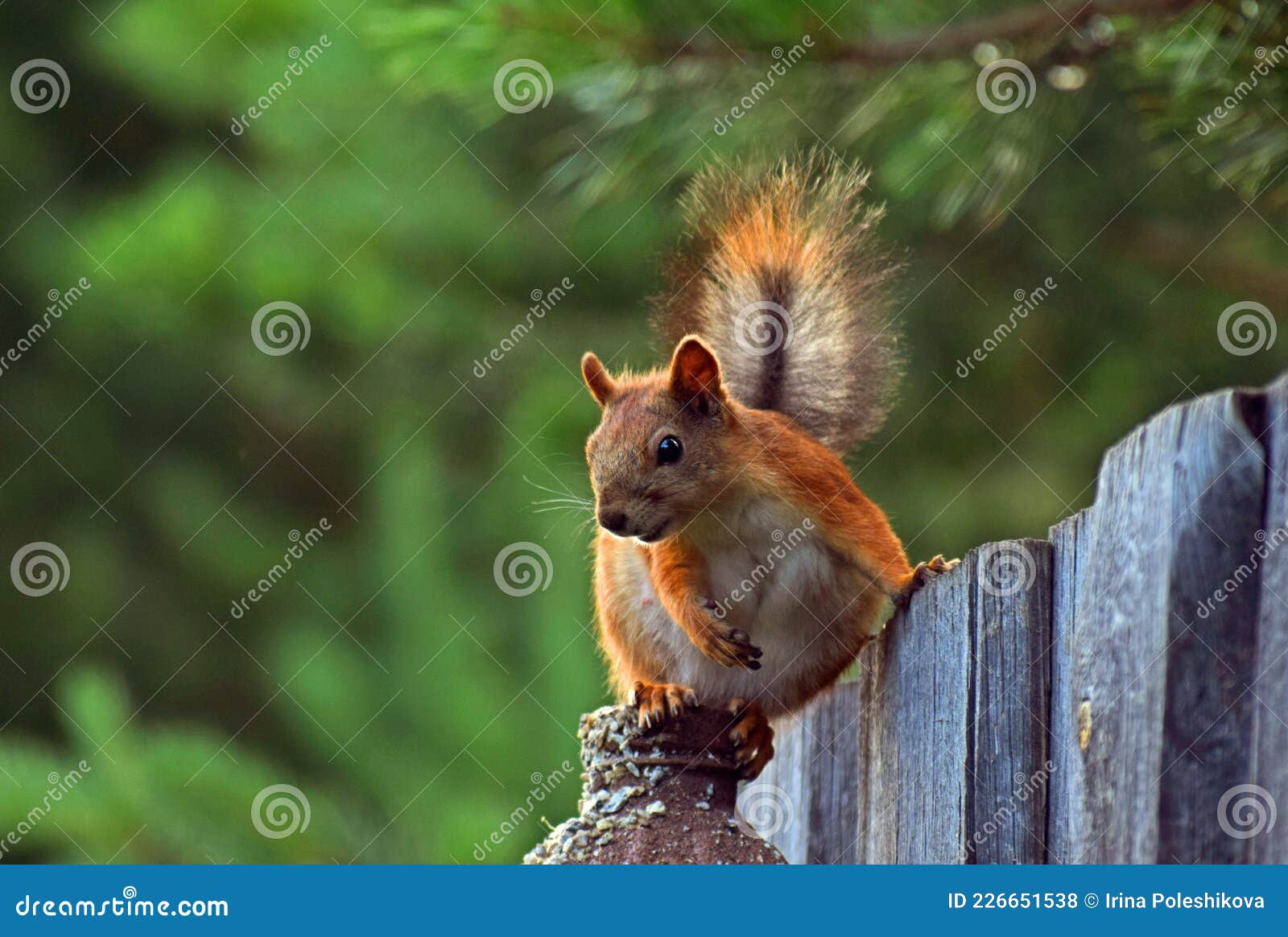 Squirrel on the Fence in the Garden Stock Photo - Image of wildlife ...