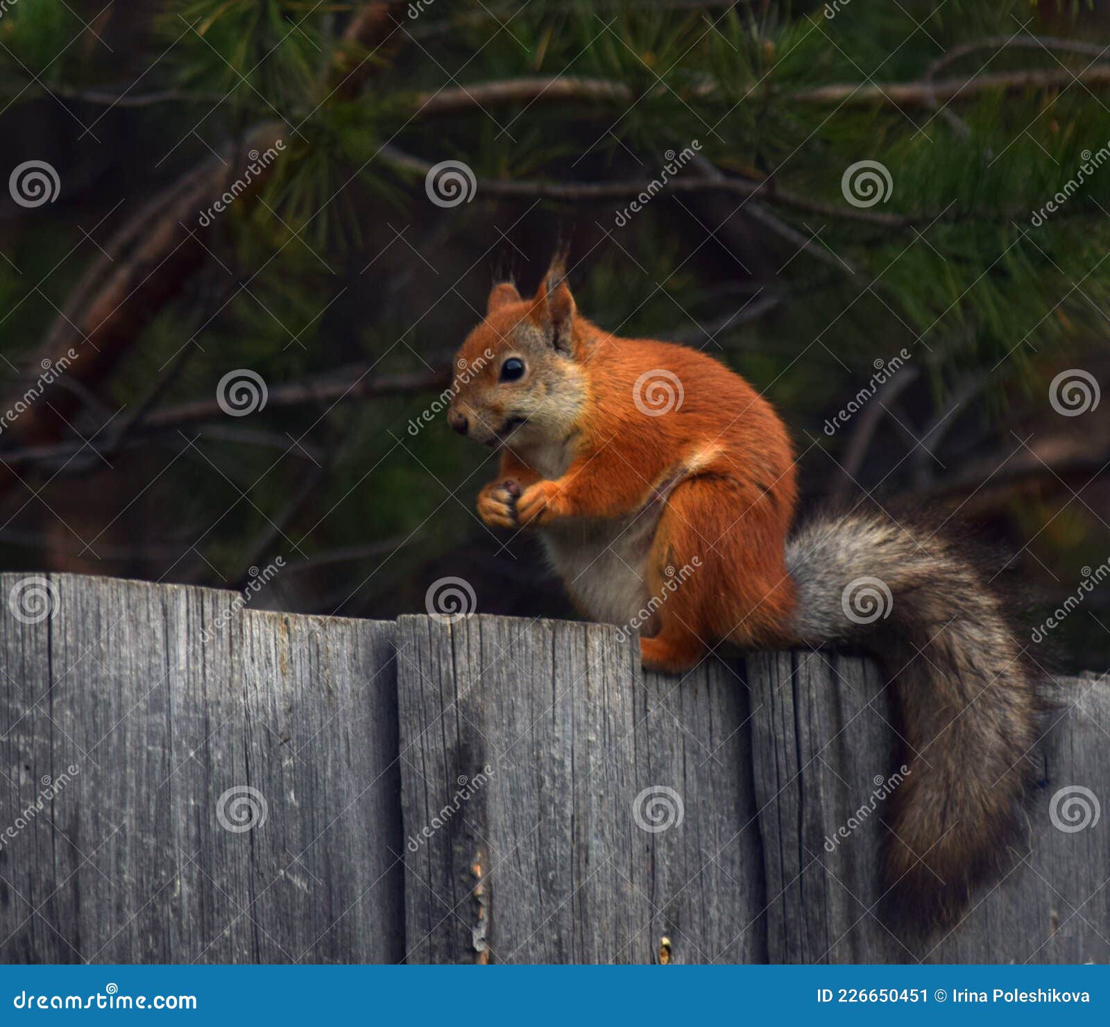 Squirrel Sits on the Fence and Pine Branches Stock Image - Image of ...