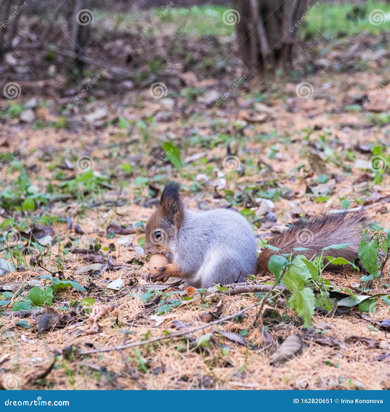 A Squirrel Sits on Ground and Gnaws a Nut, Holding it with Its Front ...