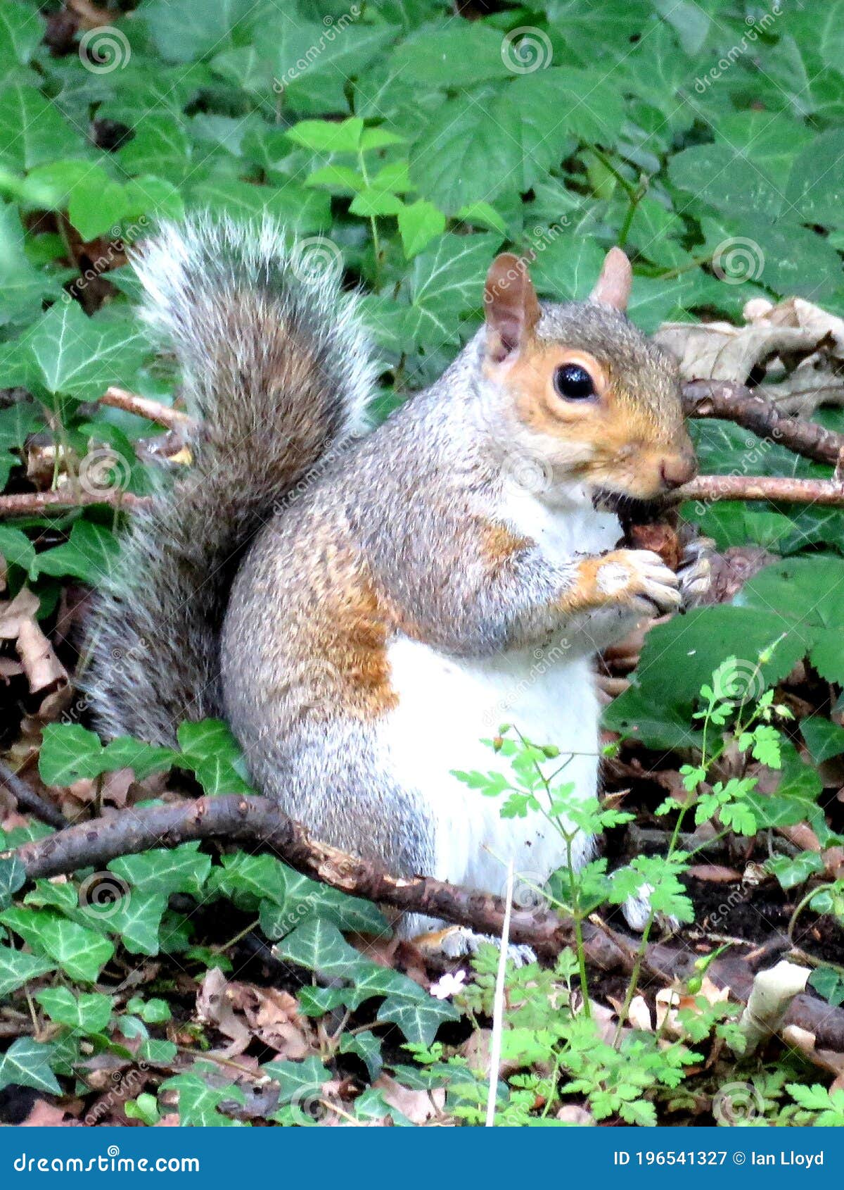 A Squirrel Sits Posing with a Bushy Tail and Chubby Cheeks Stock Image ...