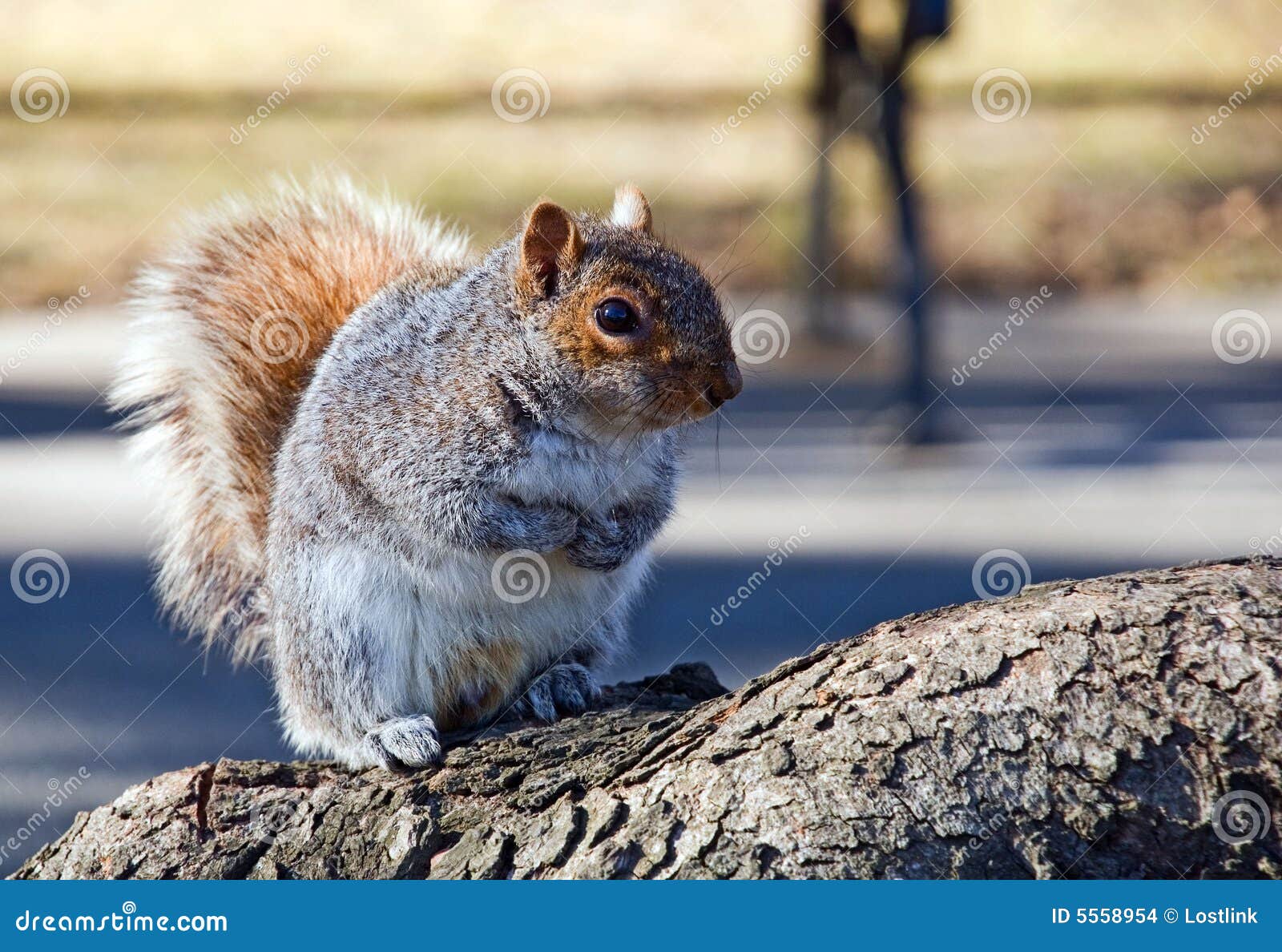 Squirrel sits on the root stock photo. Image of fluffy - 5558954