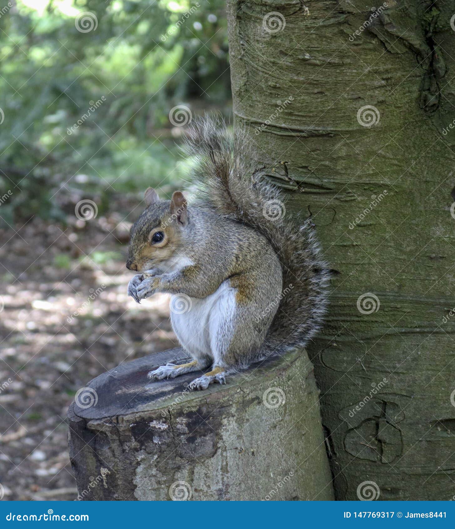 Squirrel eating nut. stock image. Image of eastern, creature - 147769317